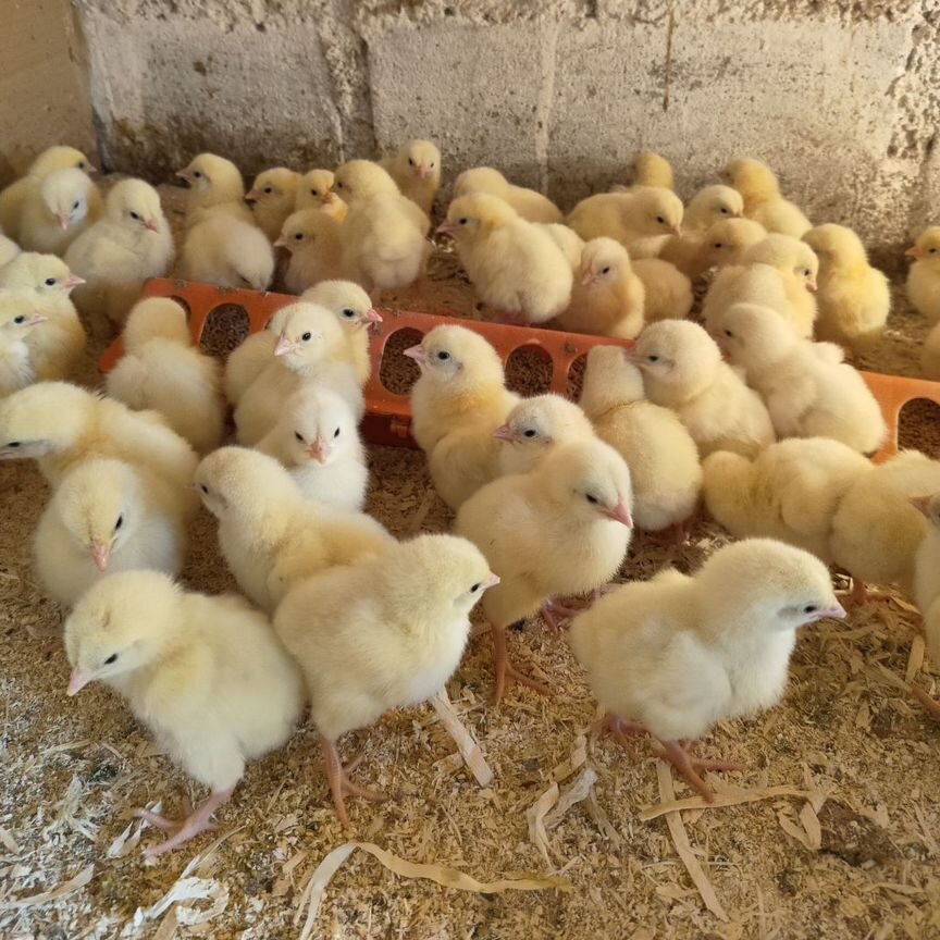 Бройлер росс 308, утята