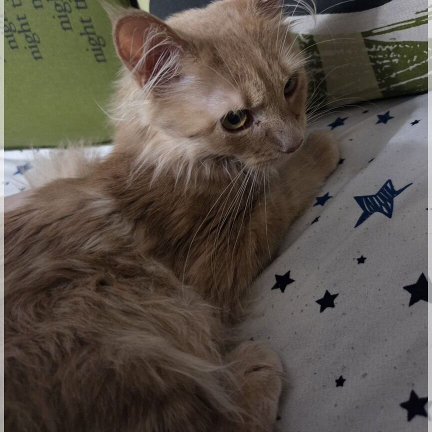 Мейн-кун котёнок