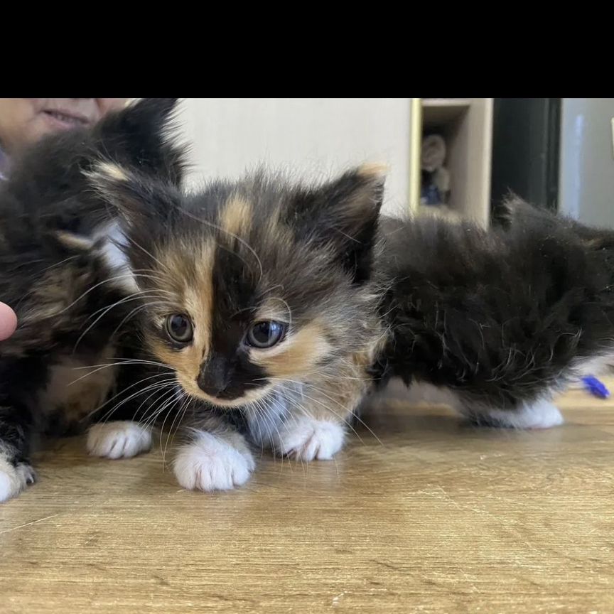 Котёнок от частного владельца