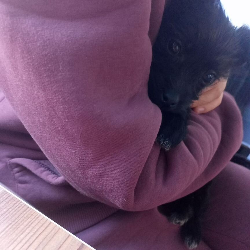 Собаки пропала