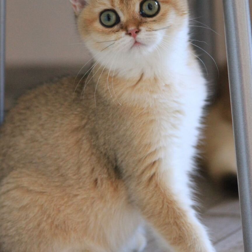 Золотые кошечки