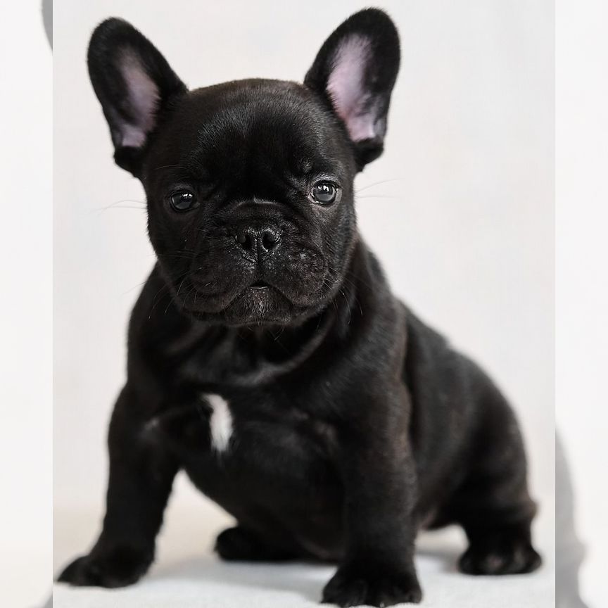 Французский бульдог, щенок