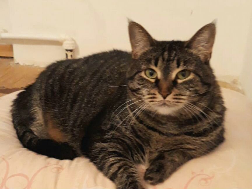 Кошечка Рыся