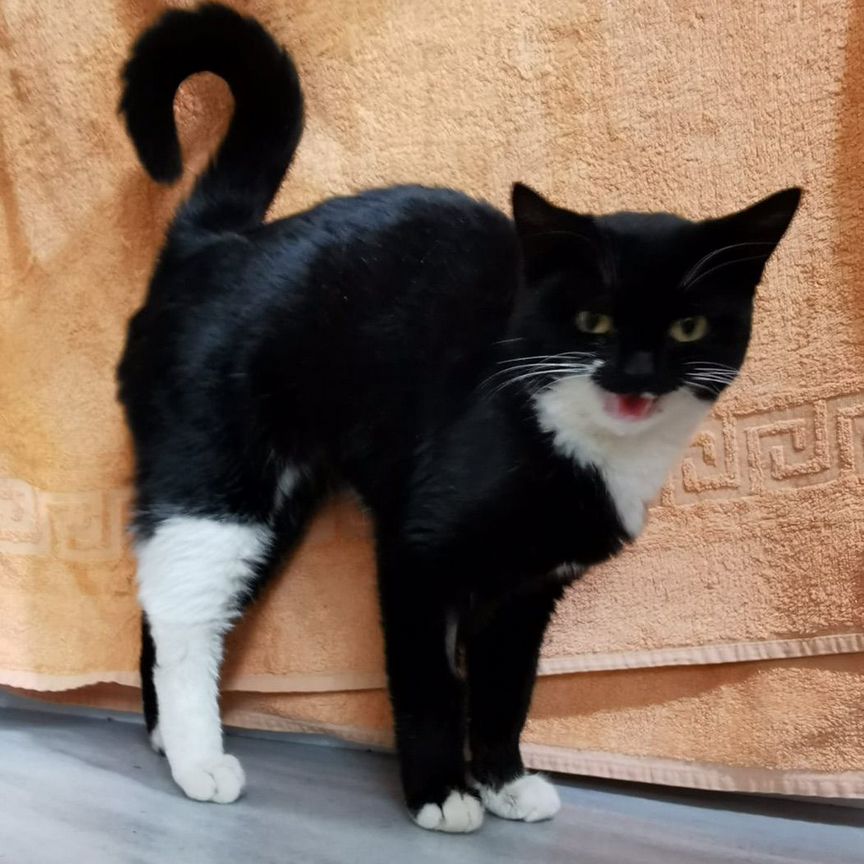 Кошечка Марси в самые лучшие ручки