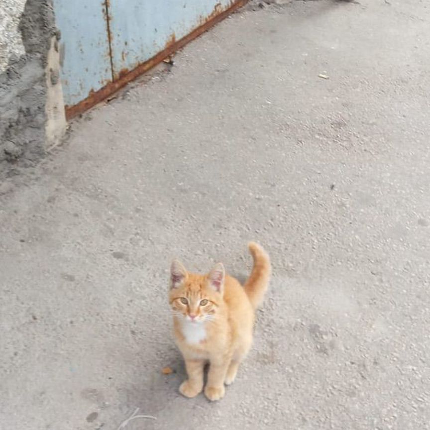 Рыжий котенок мальчик