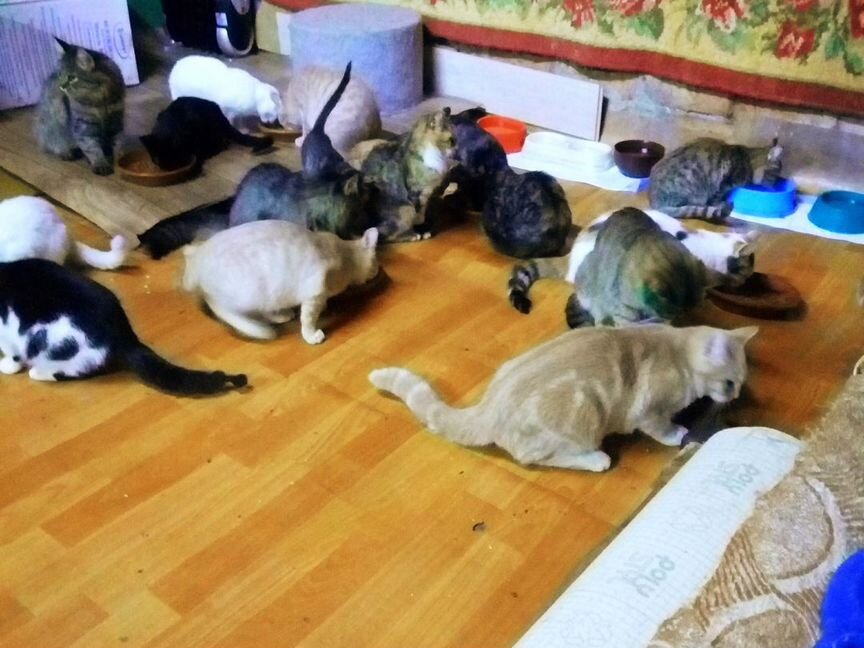 Котики из прюта нуждаются в помощи