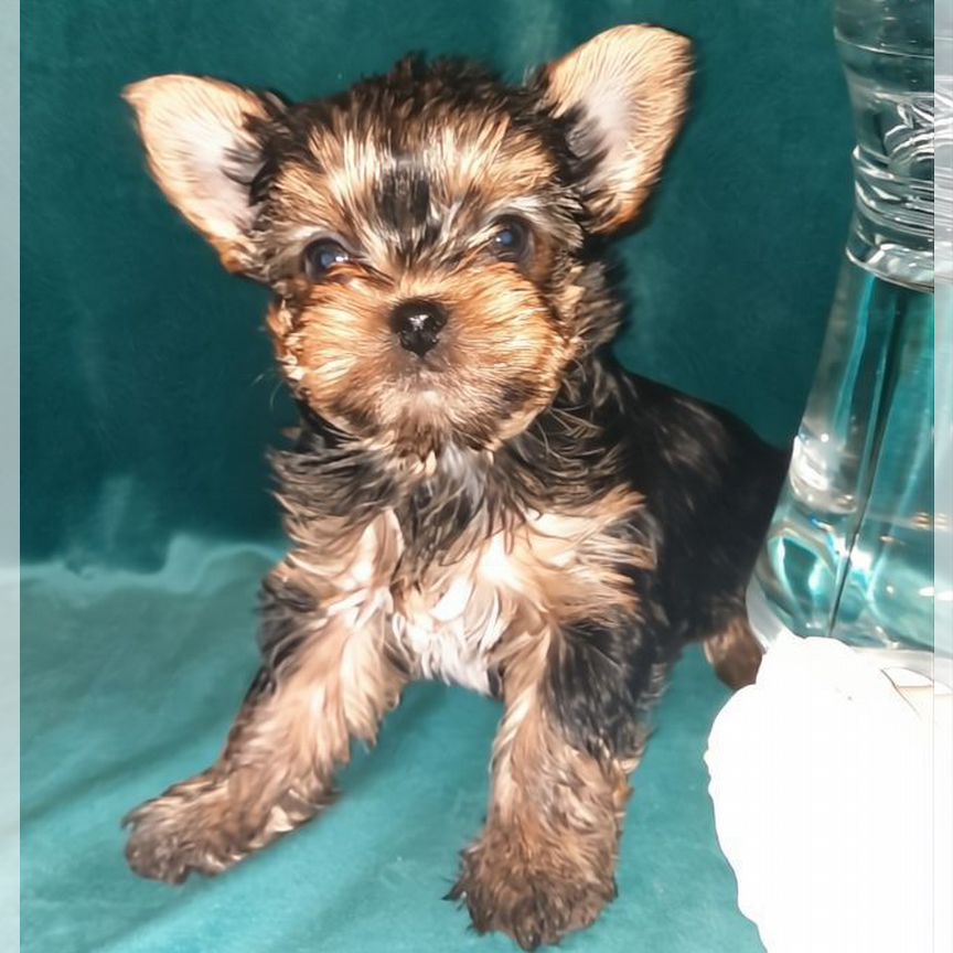 Йоркширский терьер, щенок