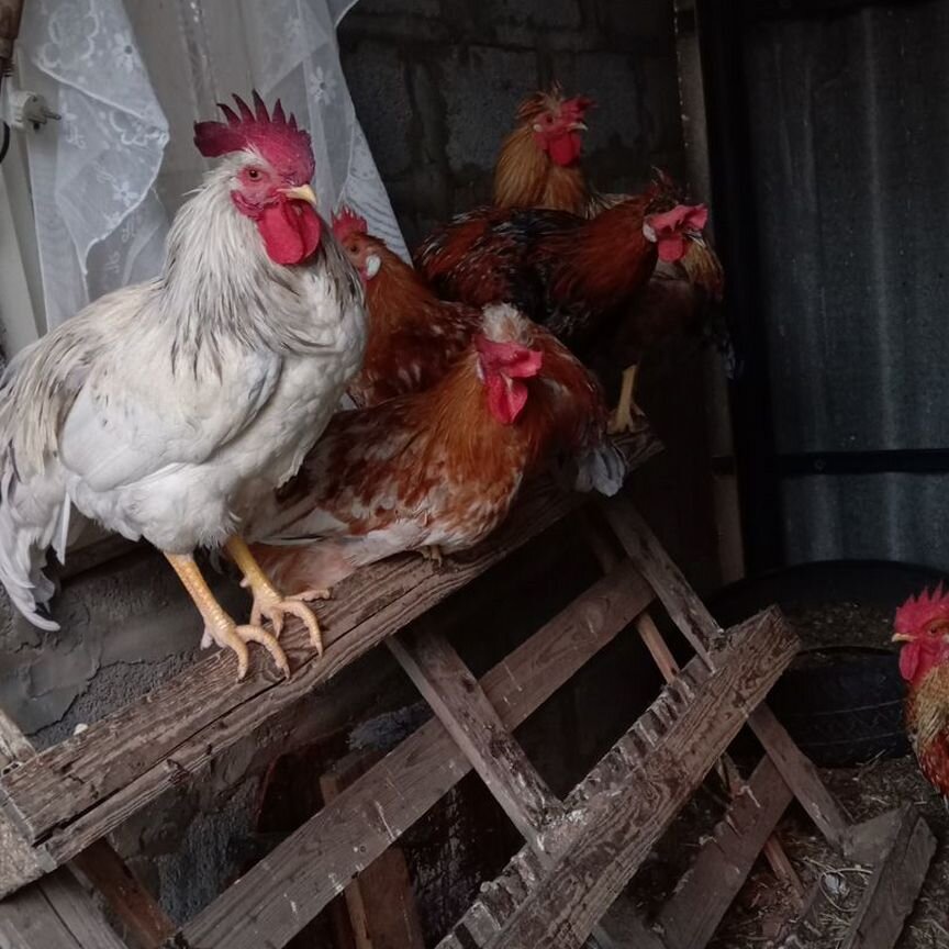 Петушки на племя