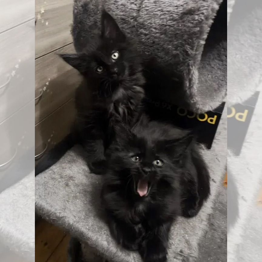 Мейн-кун котёнок