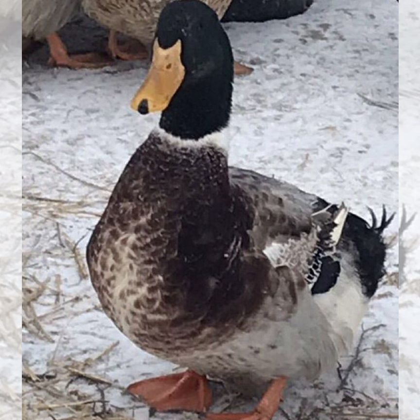 Утка башкирская цветная