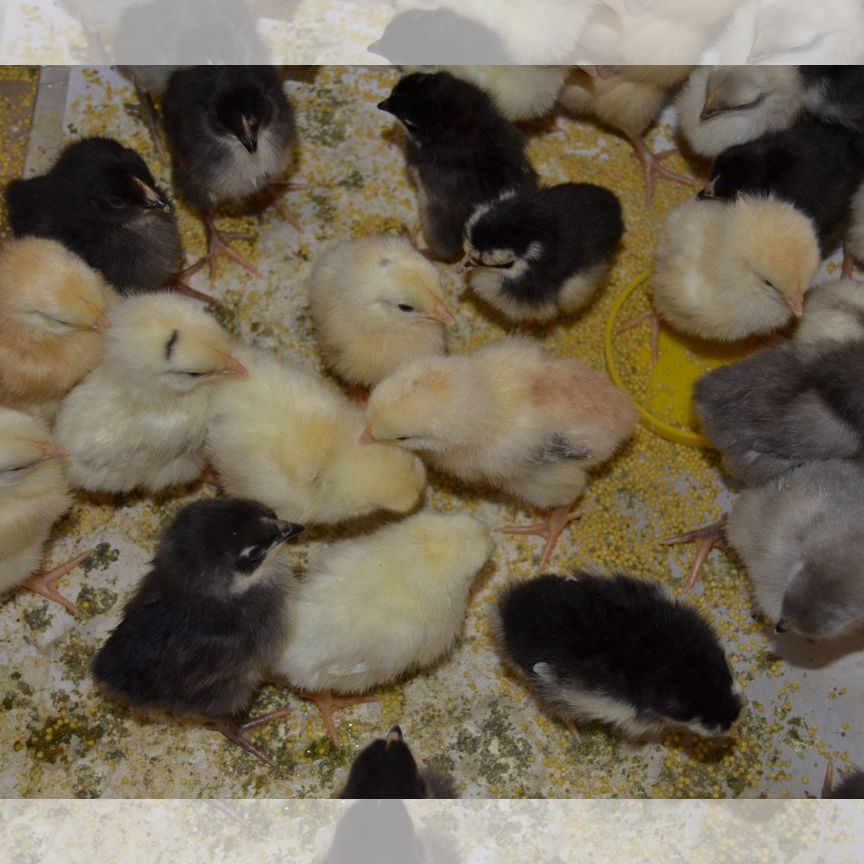 Цыплята от домашних курочек несушек от 5 дней
