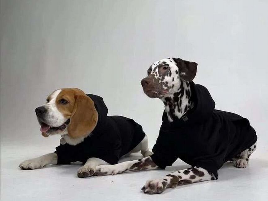 Одежда для собак