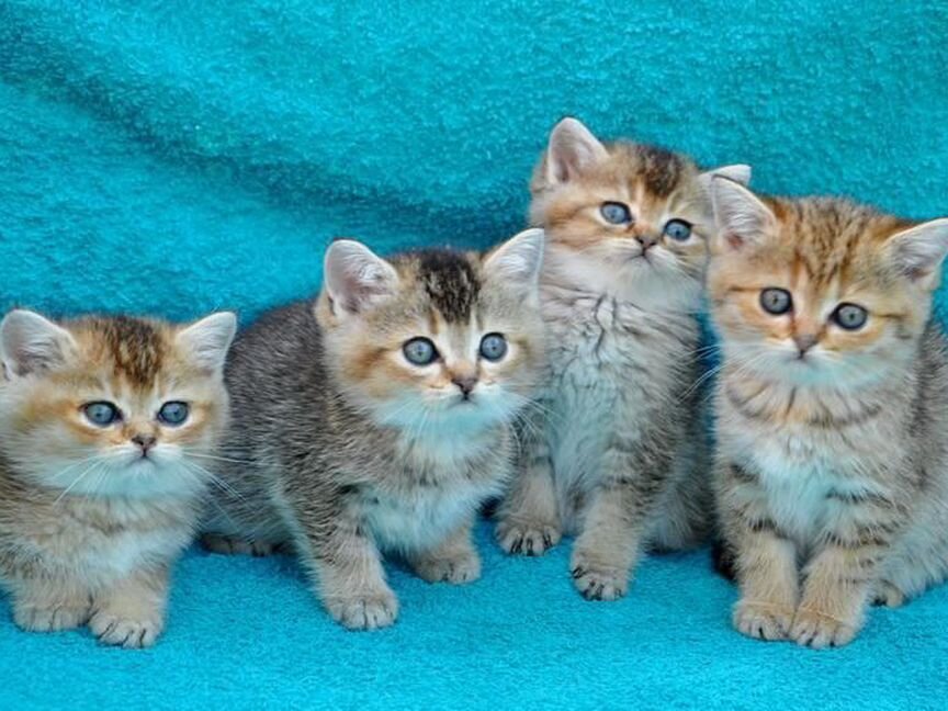 Шотландские котята