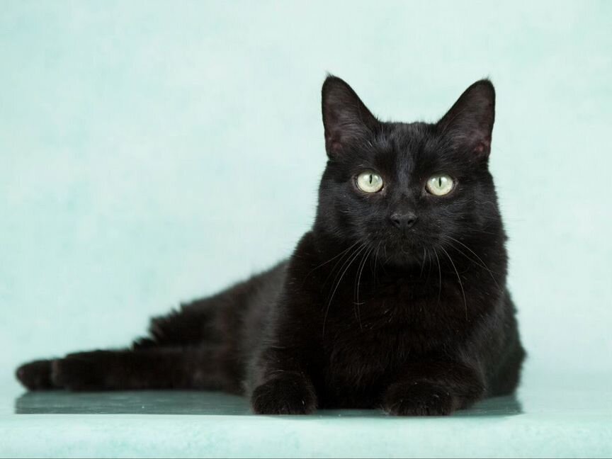 Черная красавица кошка в дар