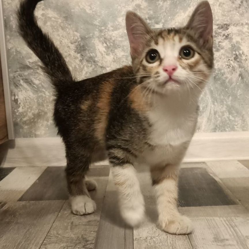 Котенок ласковая милая малышка