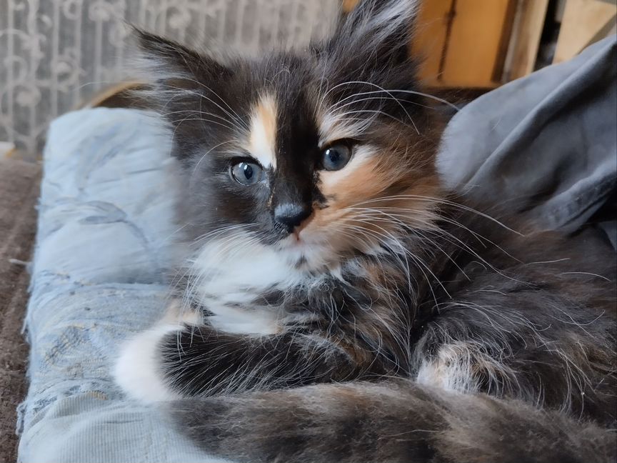 Метисы мейн-куна