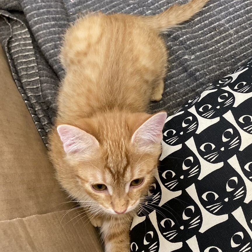 Рыжий котенок мальчик