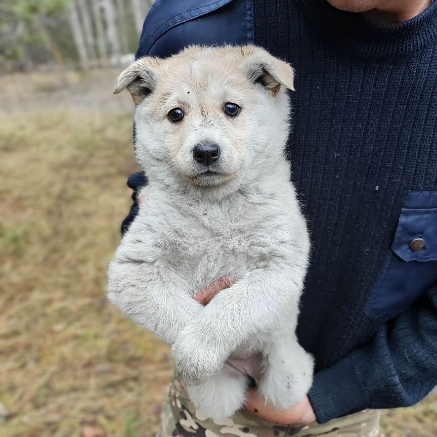 Щеночки в добрые руки
