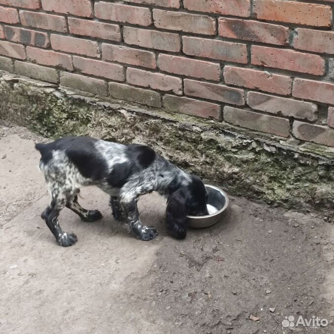 Русский охотничий спаниель, щенки рос