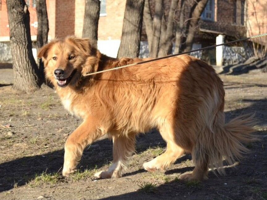 Отдам молодую шикарную собаку. Стерильна