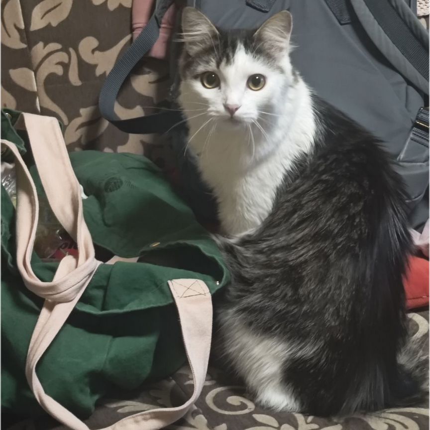 Сибирская, взрослая кошка