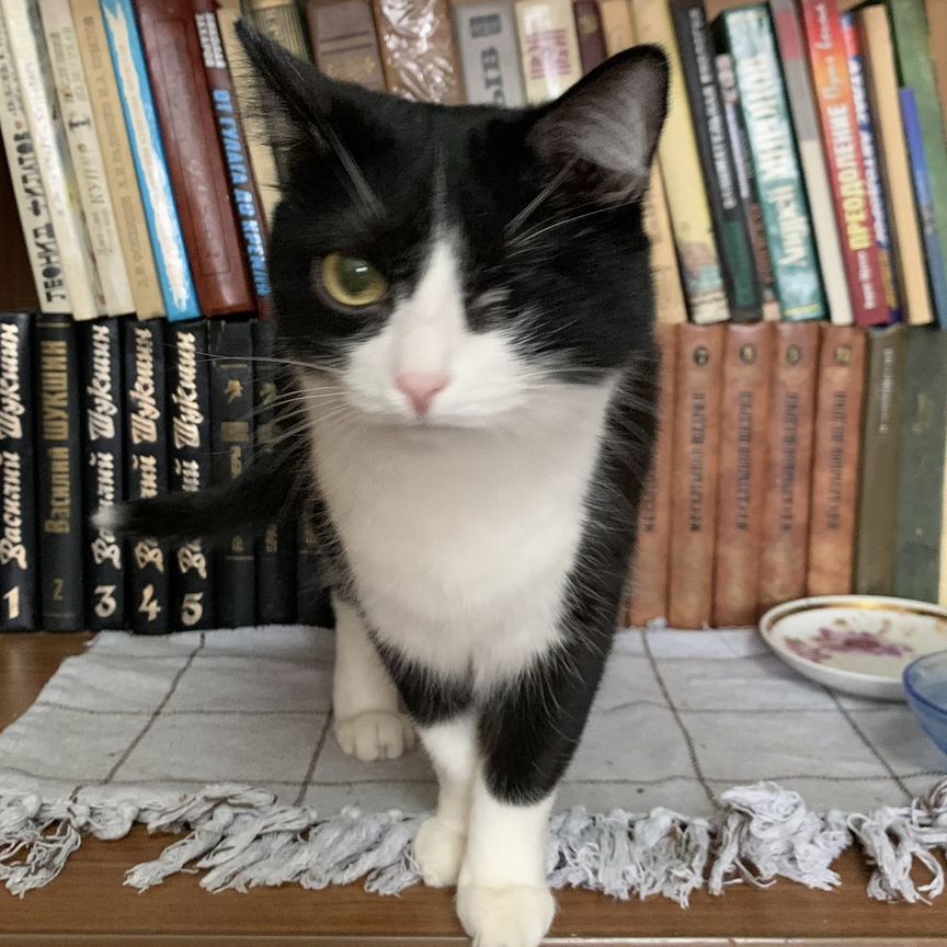 Взрослая, Девочка кошка в добрые руки