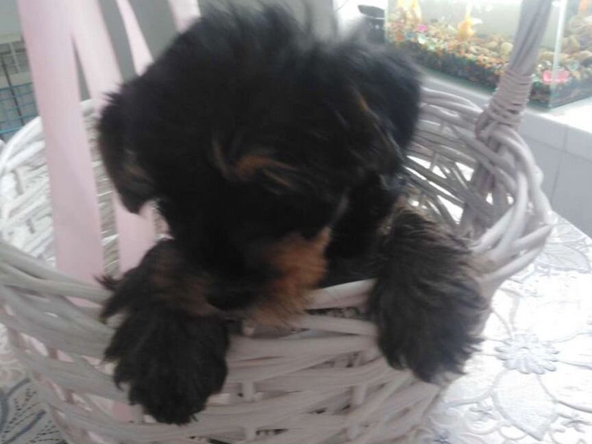 Йоркширские терьеры щенки. Доставка из Челябинска