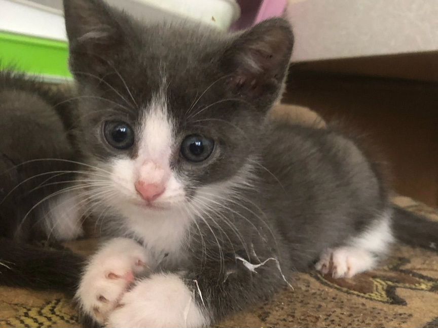 Маленький котенок