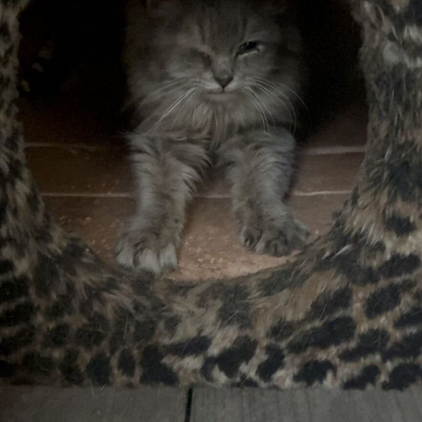 Кошечка