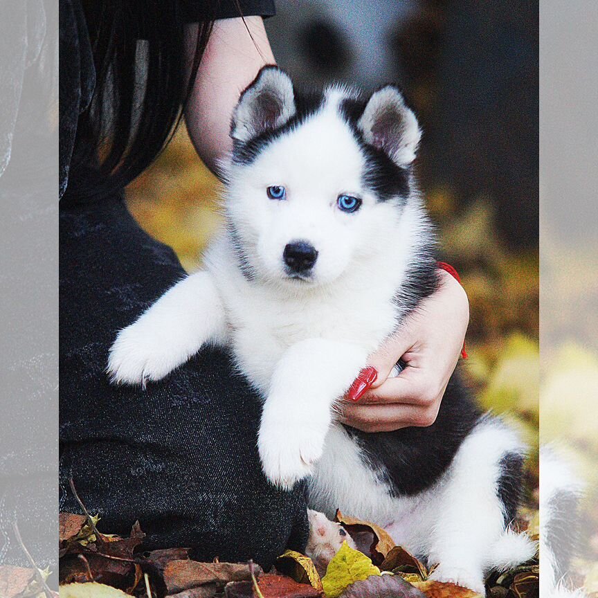 Сибирский хаски, щенок