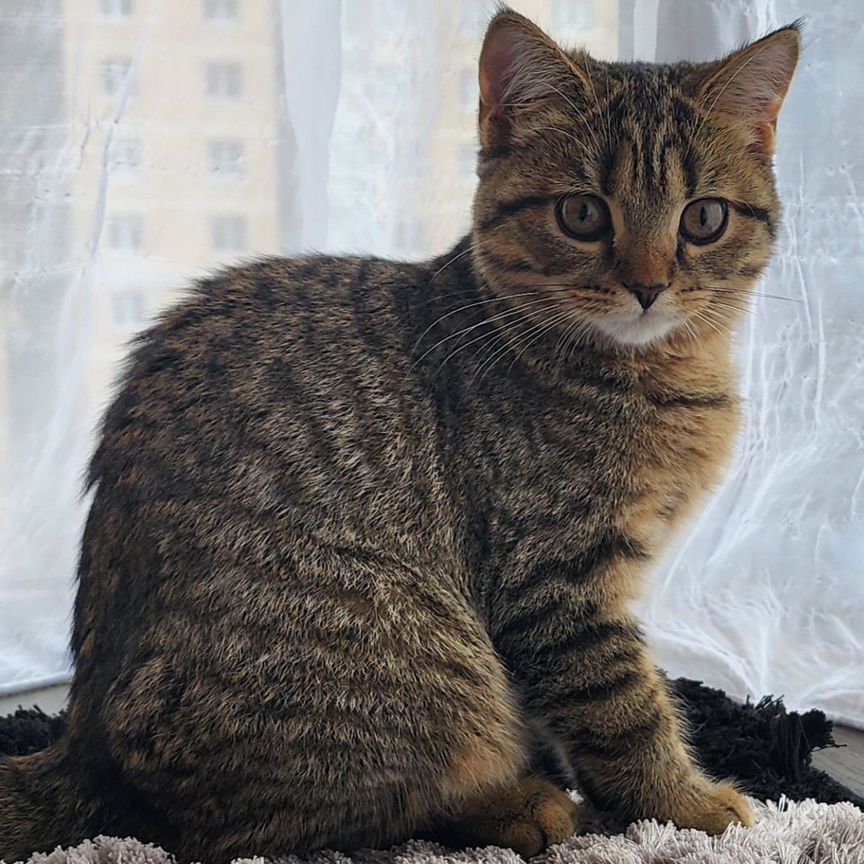 Шотландские котята