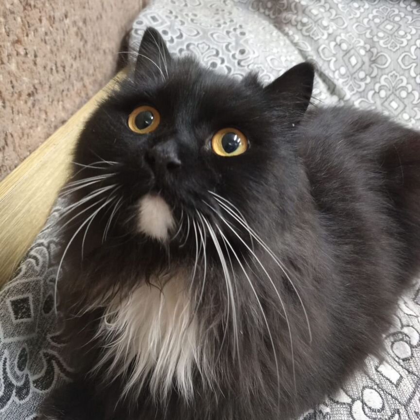 Котик, 1 год