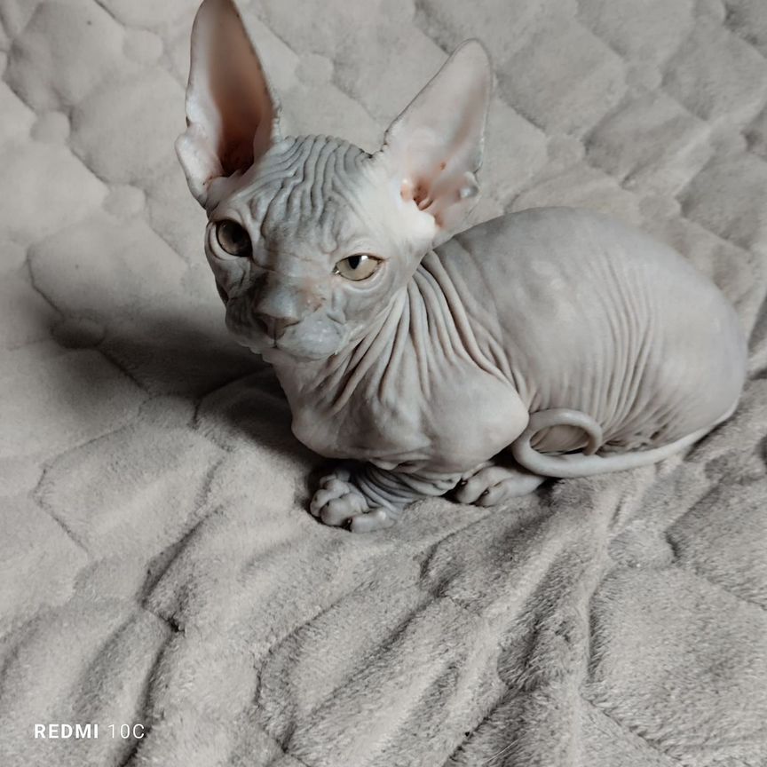 Котята сфинксы (мальчик Бамбино и плюш. девочка)