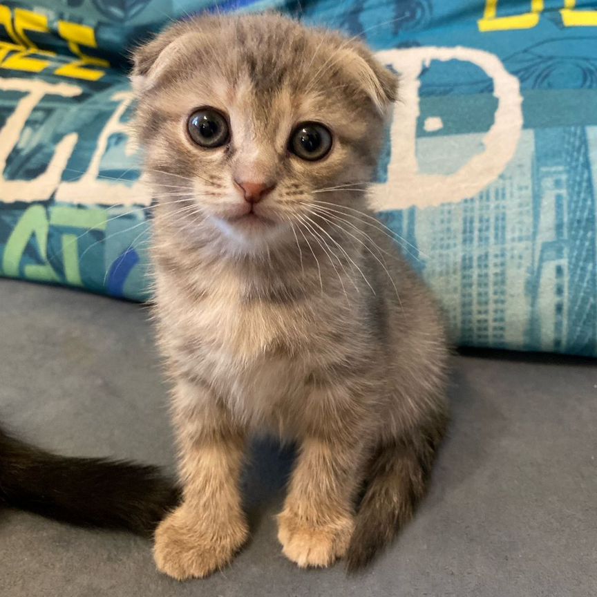 Шотландский вислоухий короткошёрстный котёнок