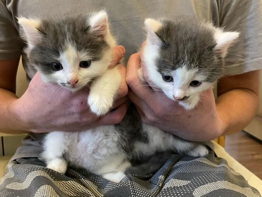 Котенок в дар бесплатно