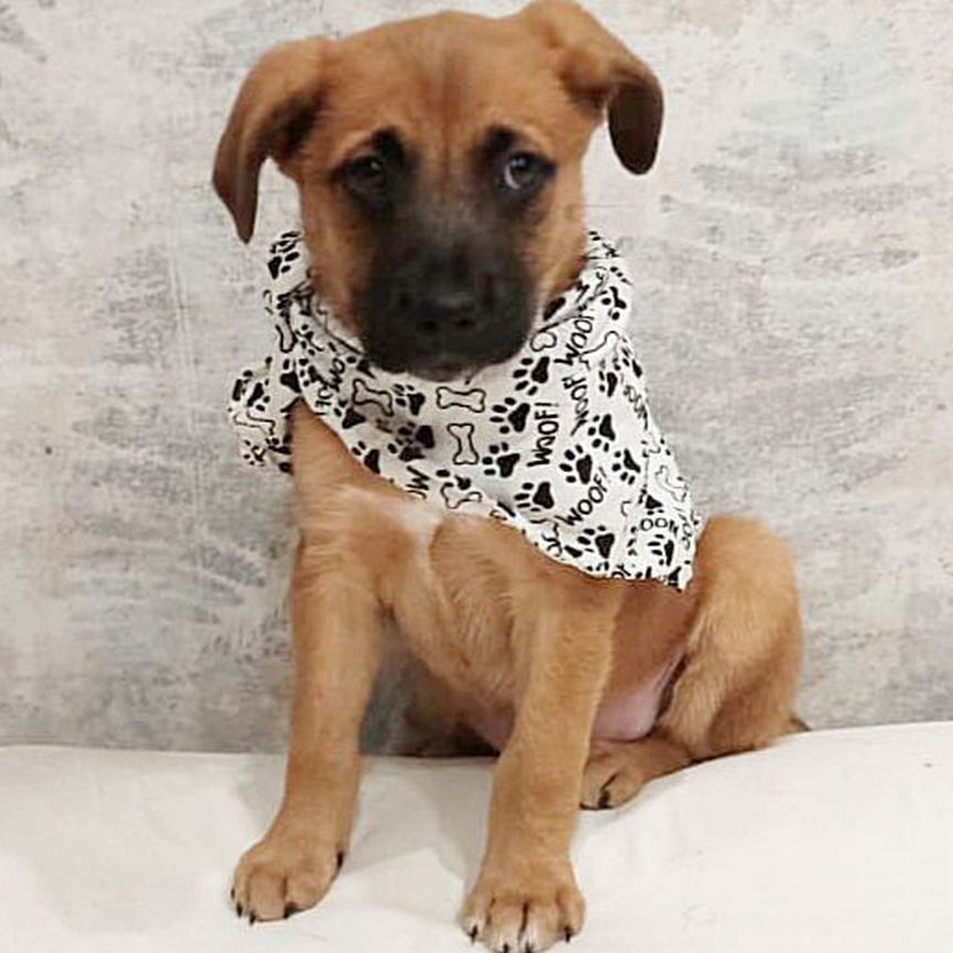 Щенок в добрые руки