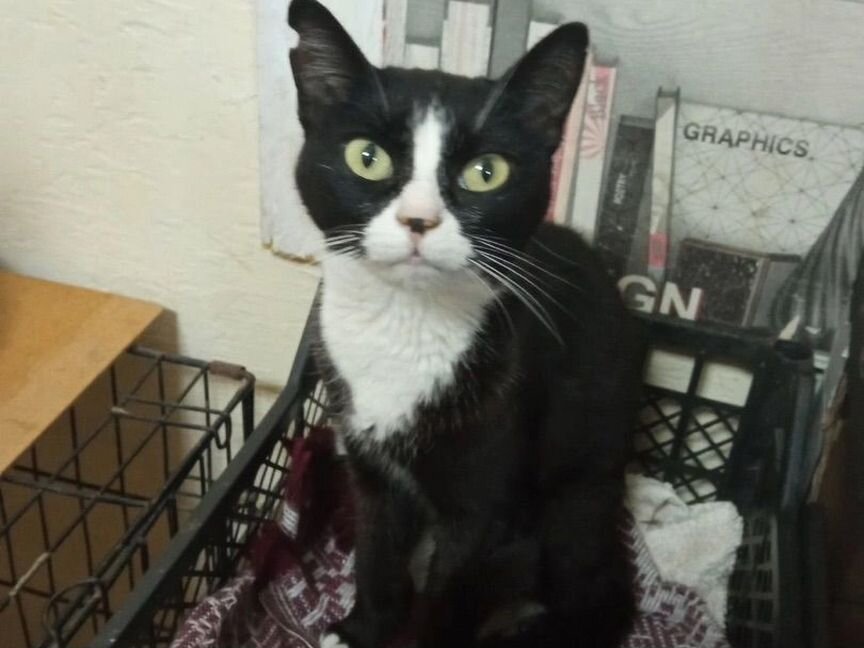 Кошка Милана ищет дом