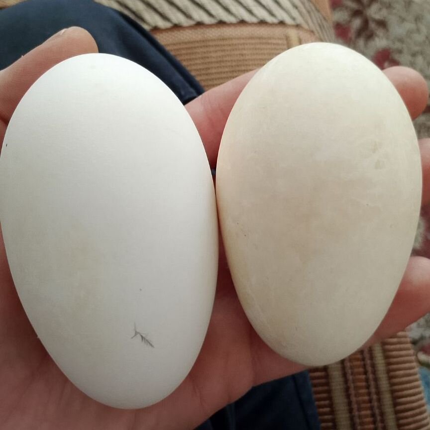 Гусиное инкубационное яйцо