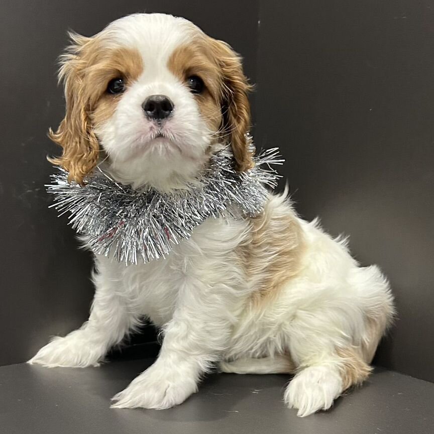 Кавалер кинг-чарльз-спаниель, щенок