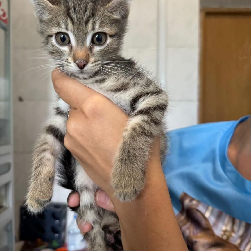 Котёнок из приюта