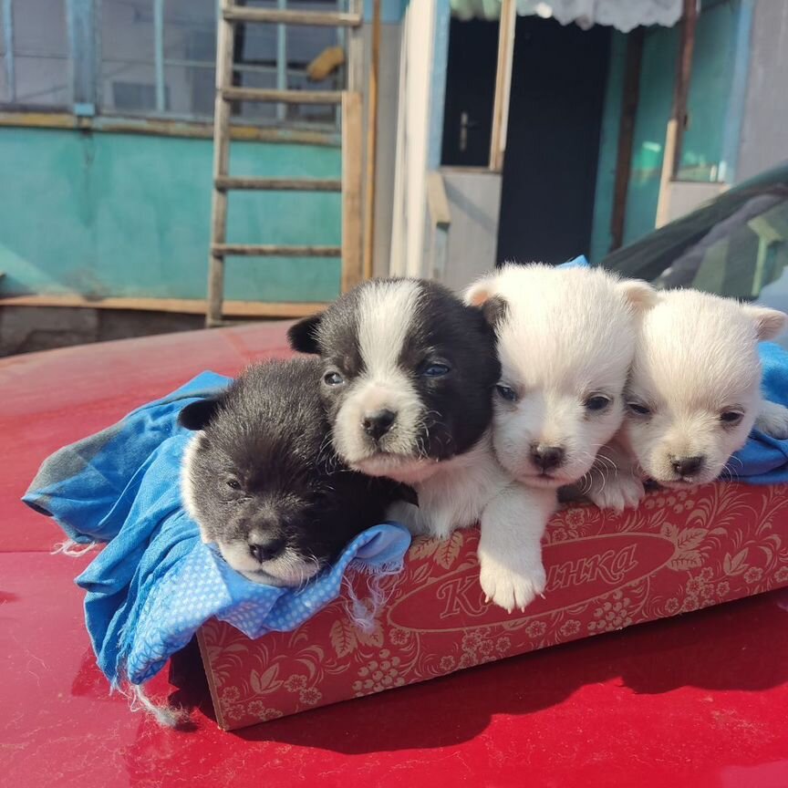 Чихуахуа длинношерстные