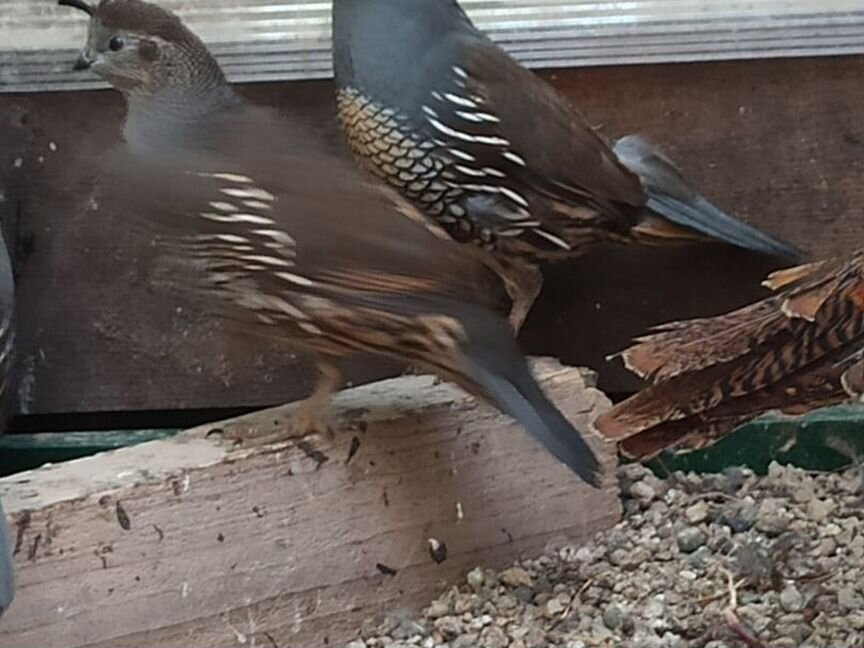 Инкубационное яйцо Калифорнийского перепела