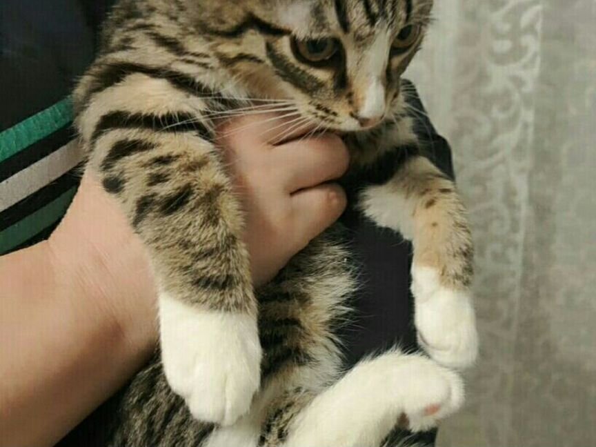 Ищем дом великолепным котятам