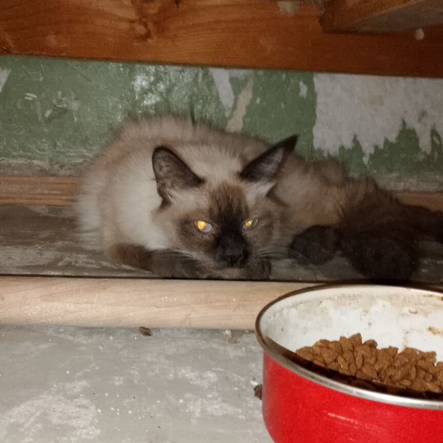 Отдам в хорошие руки