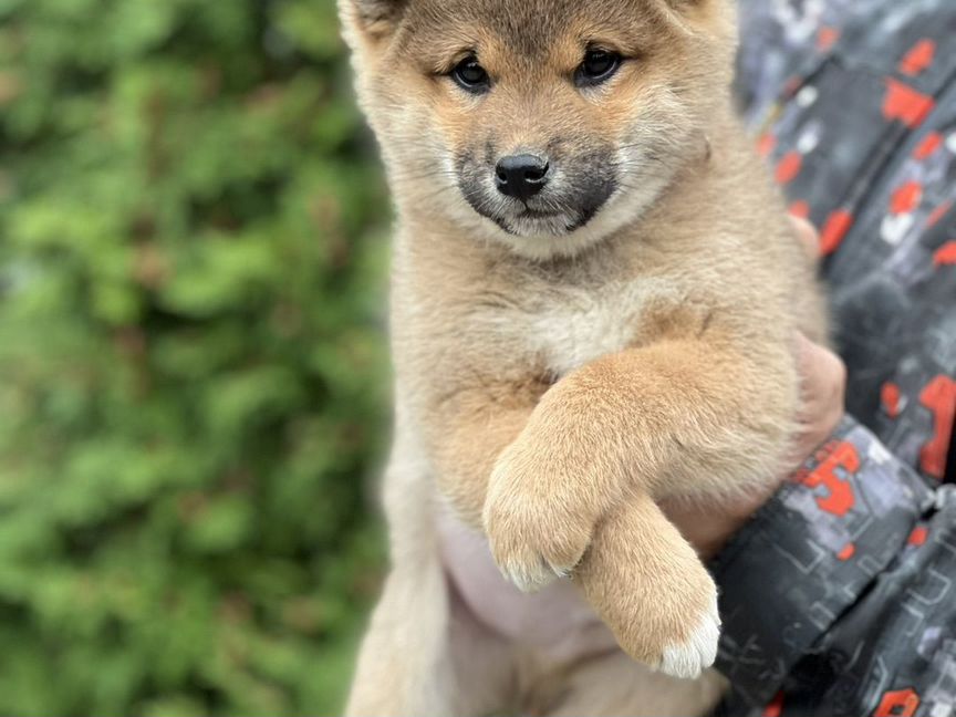 Сиба ину красавчик