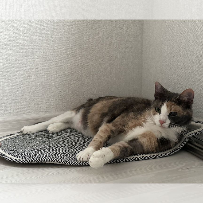 Взрослая, кошка в добрые руки