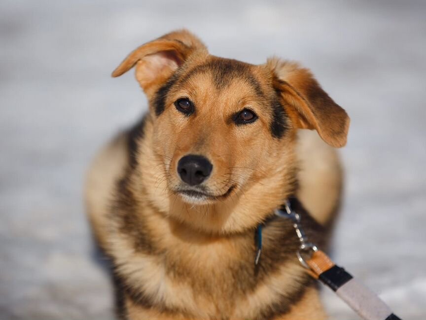 Собака 6мес.Стерилизованая