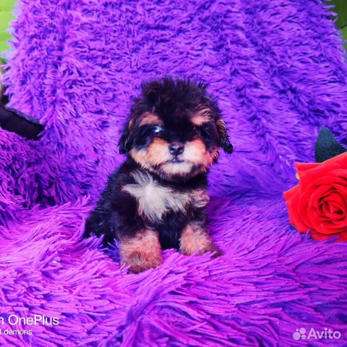 Мальтипу мини и микро,бебифейс, доставка