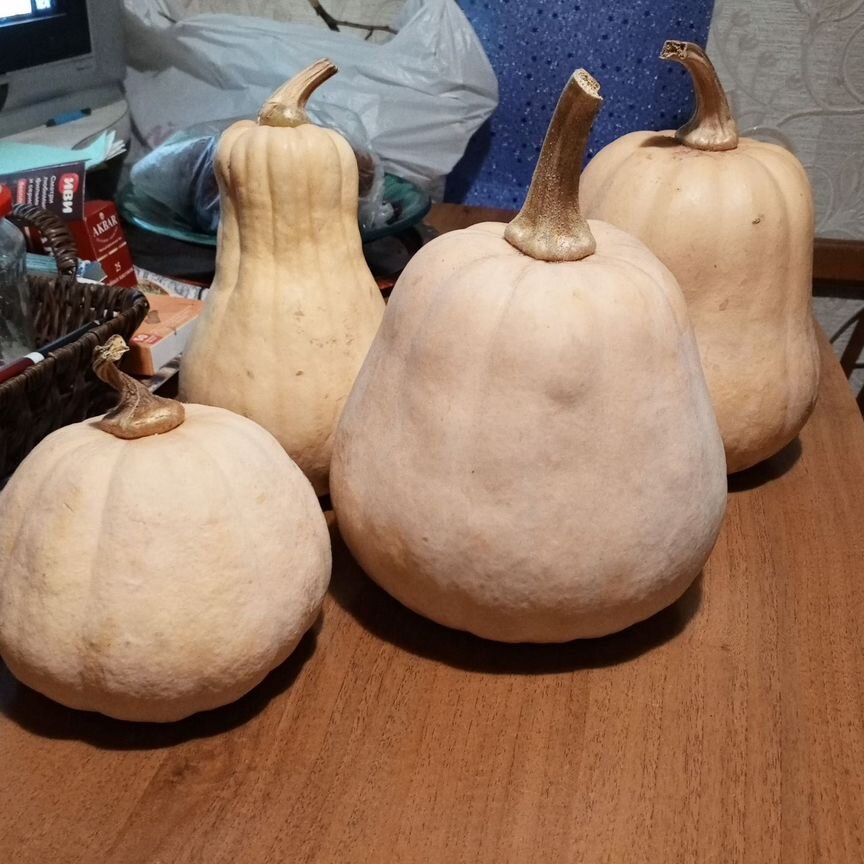 Тыква кормовая