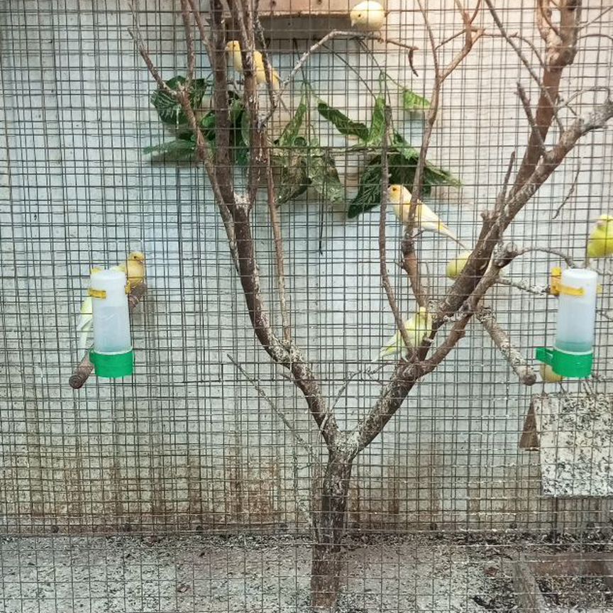 Канарейки самки